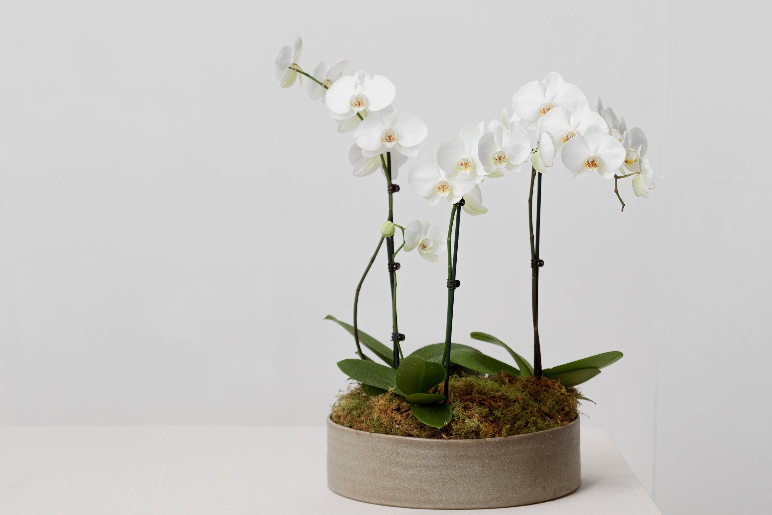Potted Phalaenopsis Orchid - Adelaide Flower House