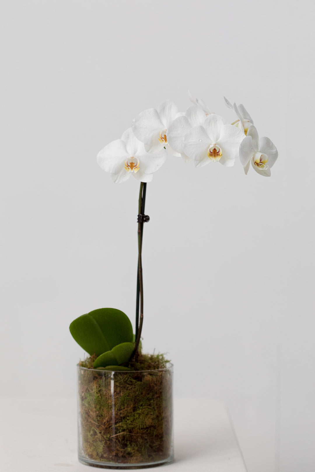 Potted Phalaenopsis Orchid - Adelaide Flower House